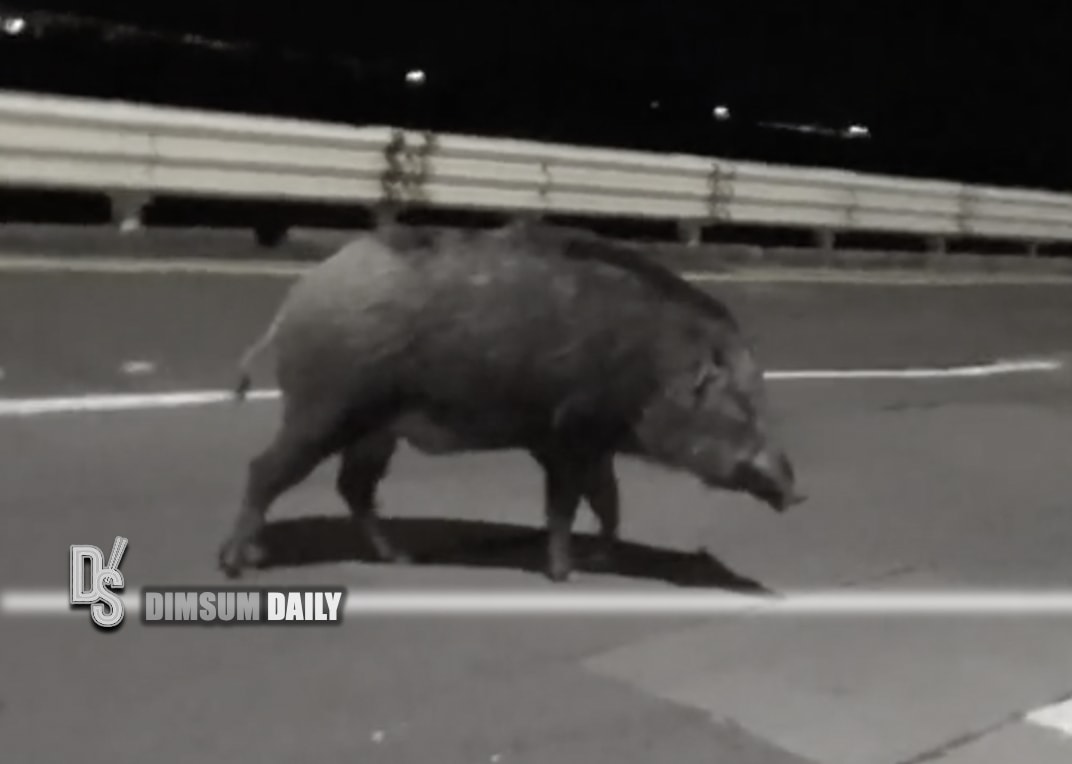 AFCD mounts wild boar capture operation at Shum Wan Road in Aberdeen, 7 ...