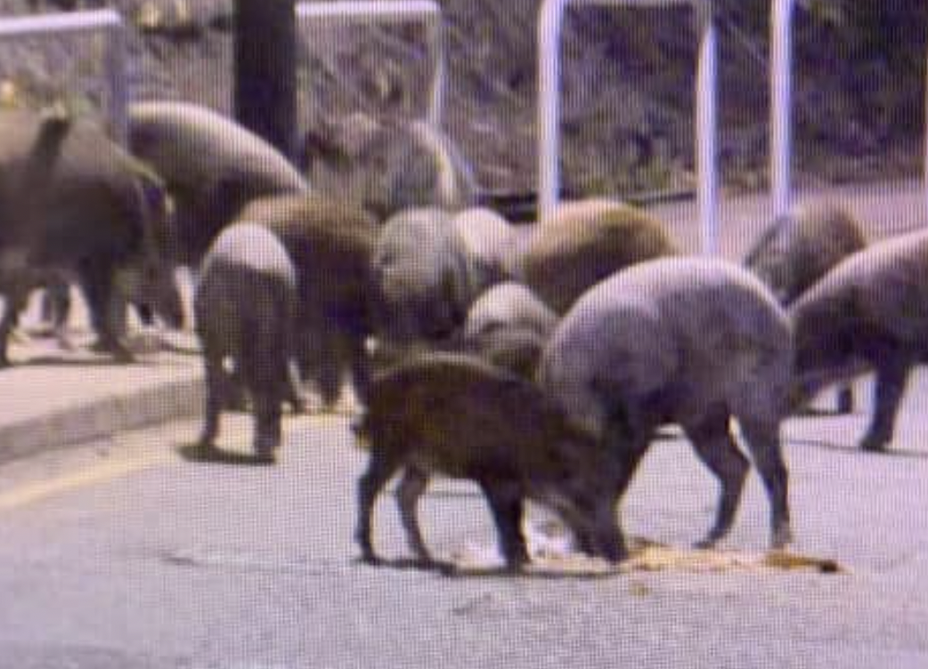 AFCD mounts wild boar capture operation at Shum Wan Road in Aberdeen, 7 ...