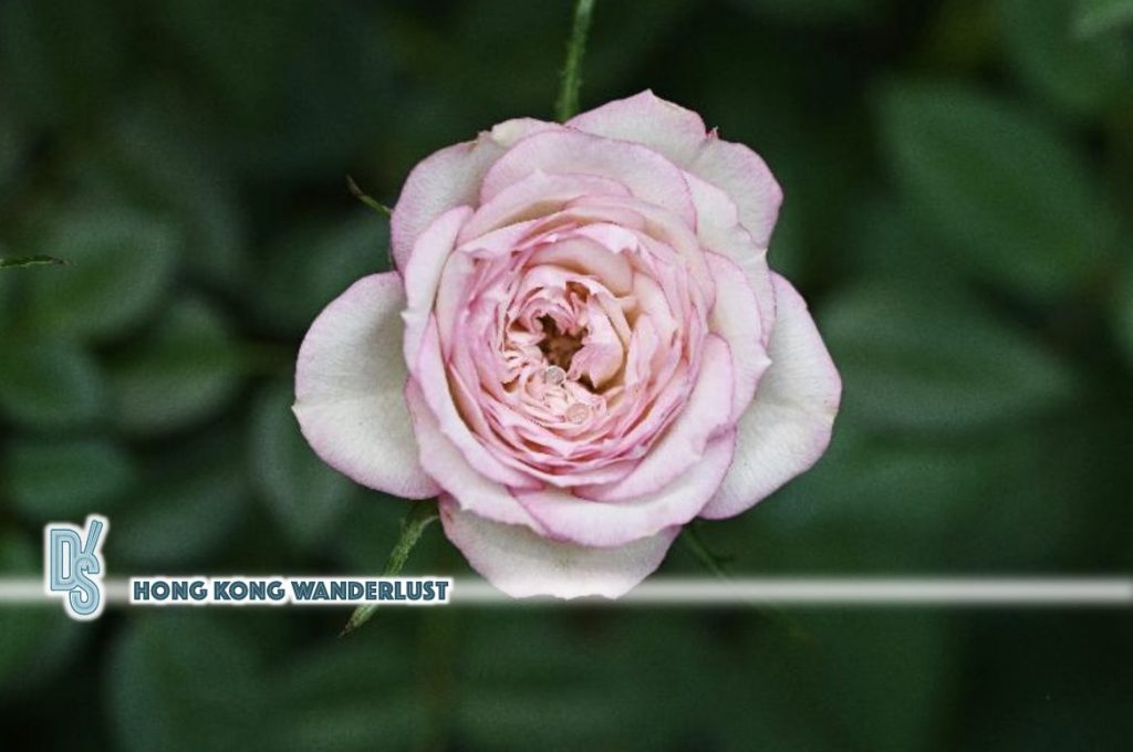 Plants of Rosaceae to go on display at Hong Kong Park from 1st December ...