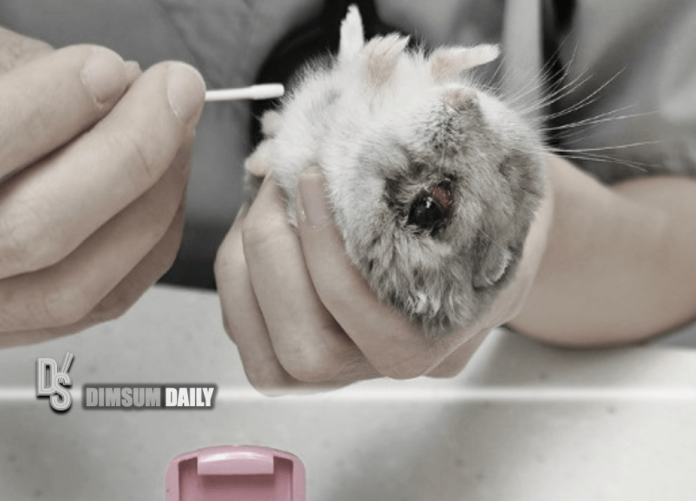 Injured hamster left outside pet shop in Sai Ying Pun, animal cruelty ...