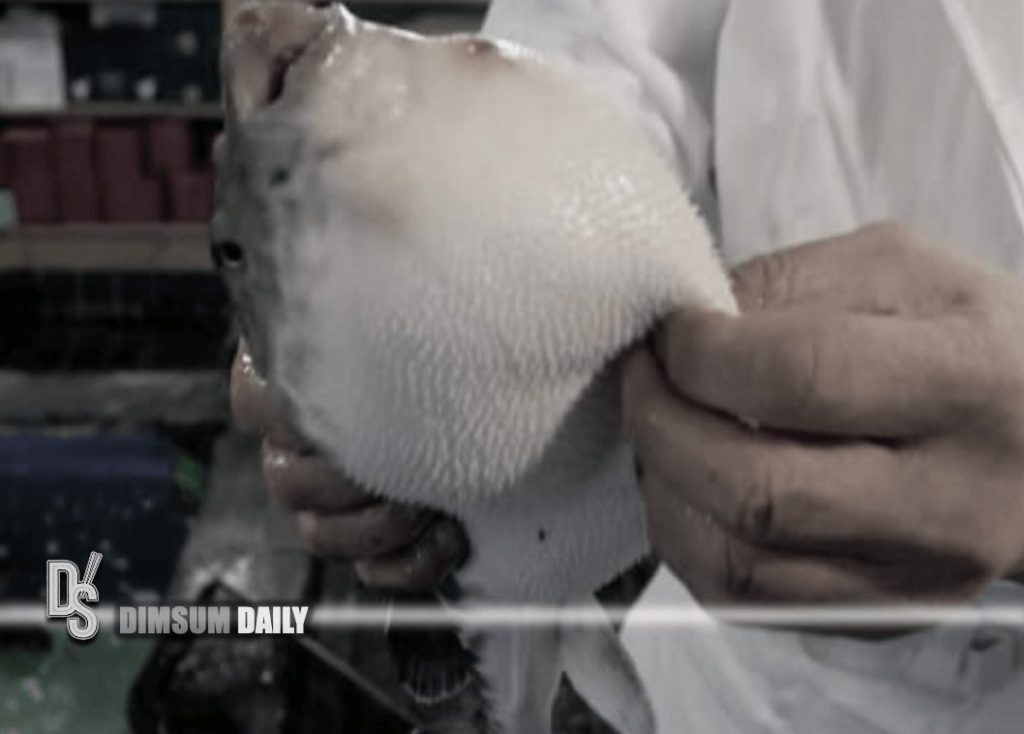 57-year-old man suffers from suspected puffer fish poisoning - Dimsum Daily