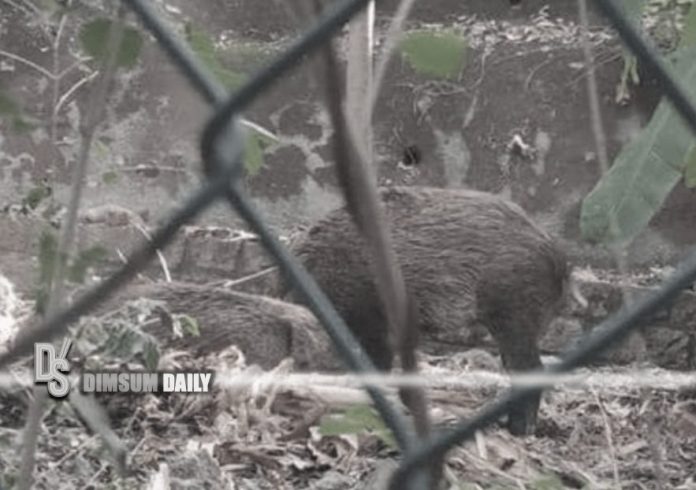 Three wild boars taken away from Ching Lin Terrace in Kennedy by AFCD ...