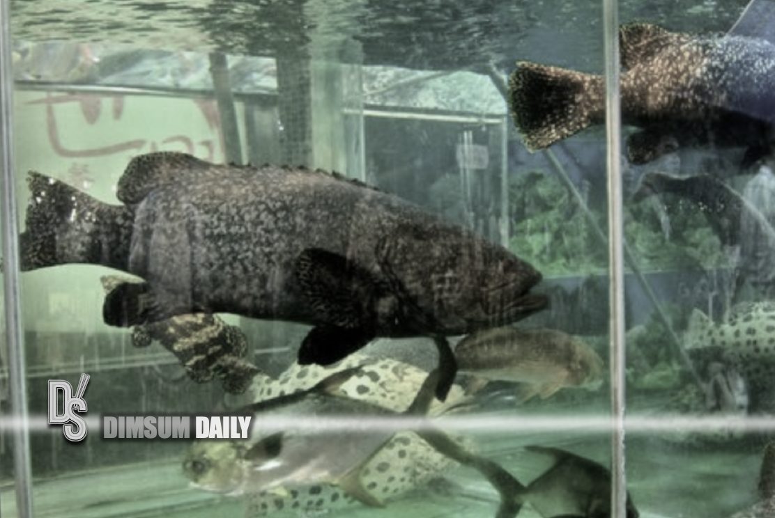 Mainland steps up inspection, quarantine of live fish imports from ...