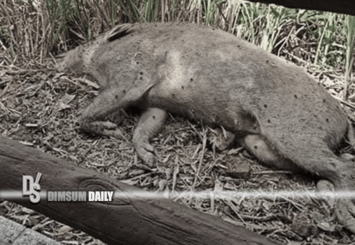 Wild boar carcass samples test positive for African Swine Fever virus ...