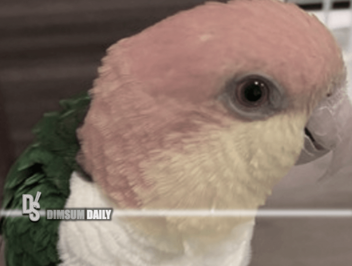 37-year-old drunk man arrested for strangling pet parrot owned by his ...