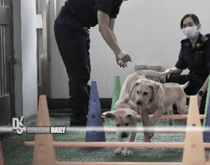 First successful co-operation between Hong Kong Customs and AVSECO in ...