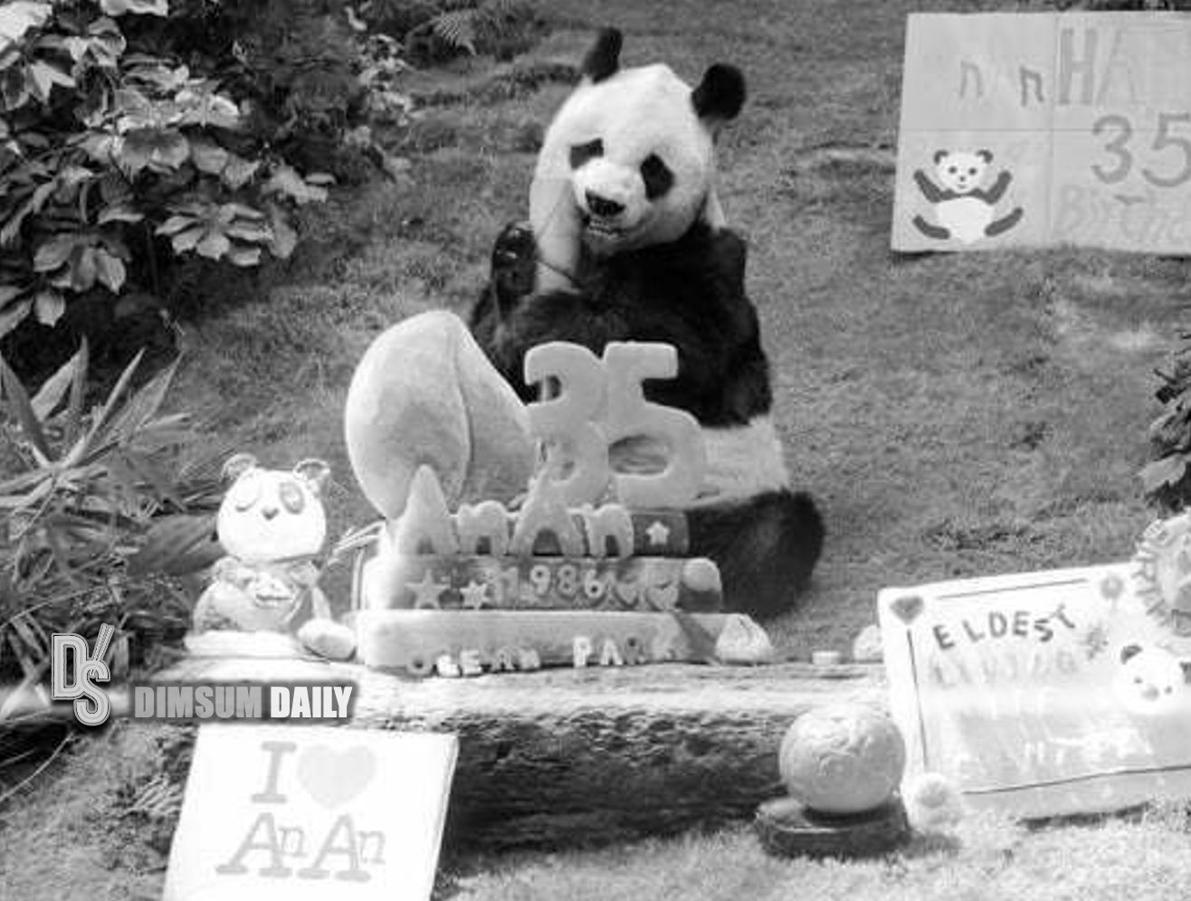 Giant panda An An passes away at The Ocean Park (Updated: 10am ...