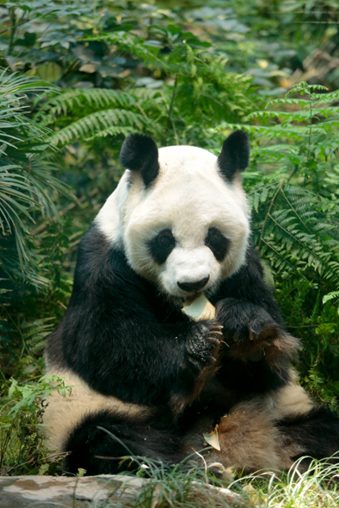 Giant panda An An passes away at The Ocean Park (Updated: 10am ...