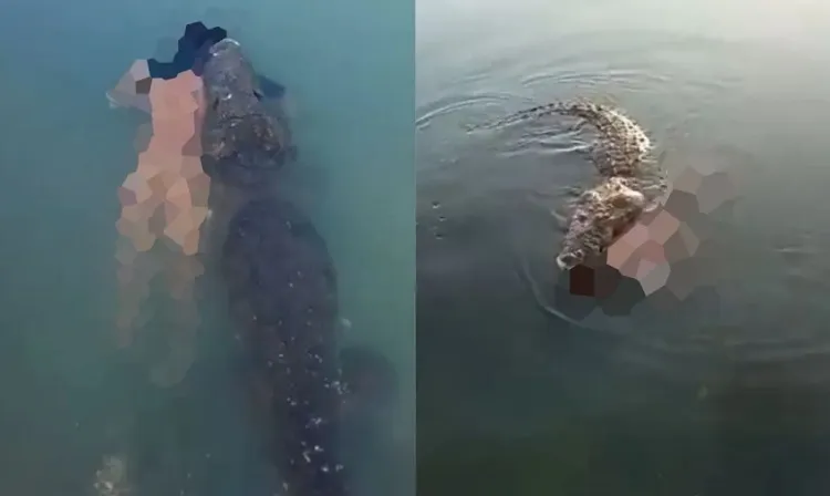 3-meter-long crocodile swims in Laguna del Carpintero in Mexico with ...