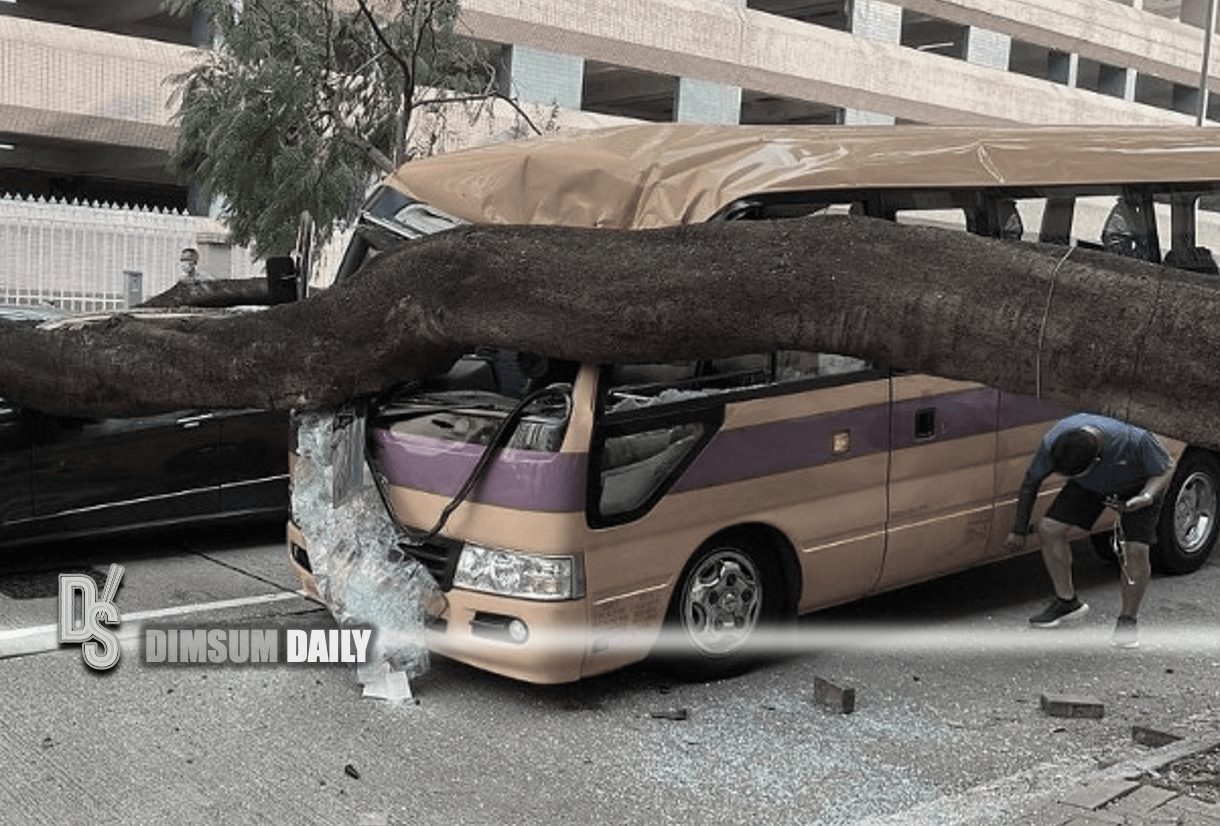 Government's response to tree collapse incident at Perth Street, Ho Man ...