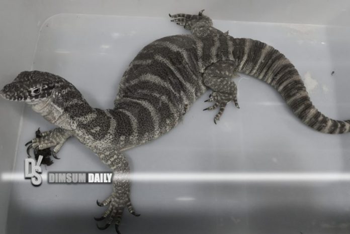 AFCD seizes live endangered animals and endangered species specimen ...