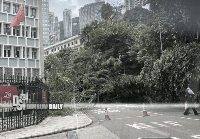 10m tall tree collapses on Lower Albert Road in Central - Dimsum Daily