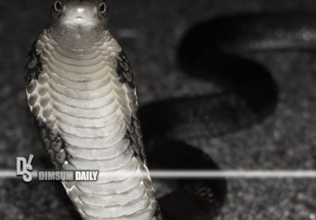 2m long King Cobra snake captured in Pak Kong Au Village, Sai Kung ...