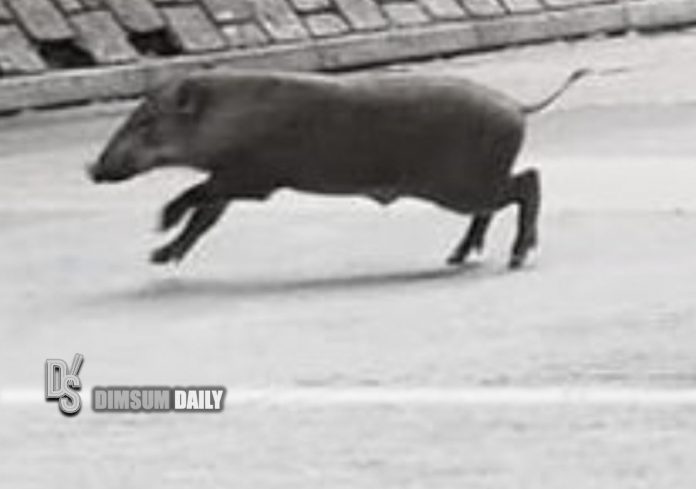 Injured wild boar caught in Kennedy Town - Dimsum Daily