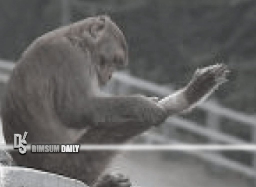 Monkey spotted at Salisbury Garden in Tsim Sha Tsui - Dimsum Daily