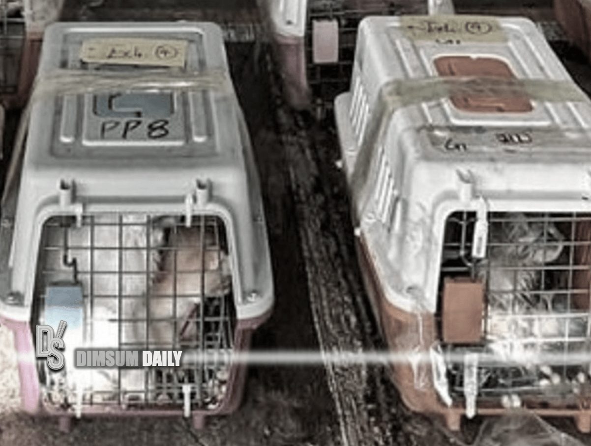 70 cats and dogs trapped in 17 cage found during anti-smuggling ...