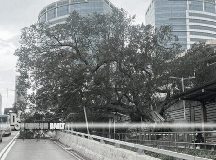 10m tall tree uprooted near MTR Mong Kok East Station - Dimsum Daily