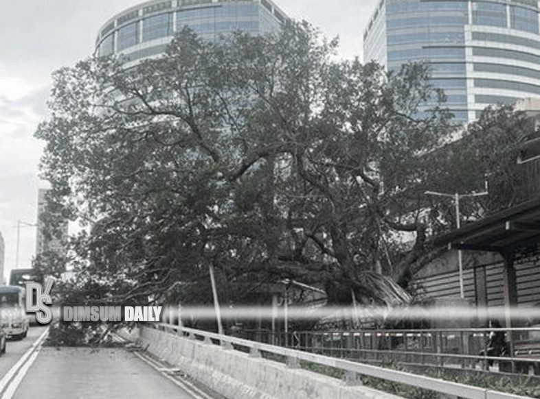 10m tall tree uprooted near MTR Mong Kok East Station - Dimsum Daily