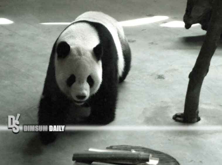 Giant panda given to Taiwan by Mainland passes away at Taipei Zoo due ...