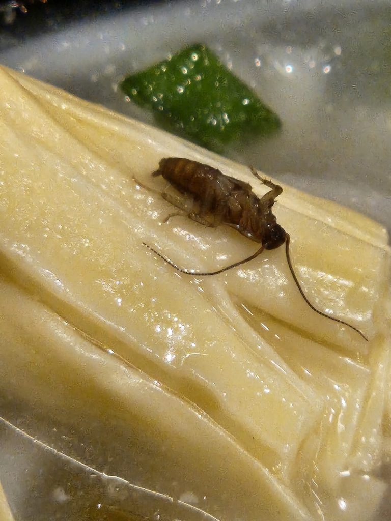 Giant cockroach found in noodles at chain restaurant, Yu Mai Soup Plus ...