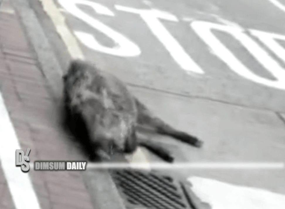 Wild boar falls from 3rd floor car park in North Point Centre and dies ...