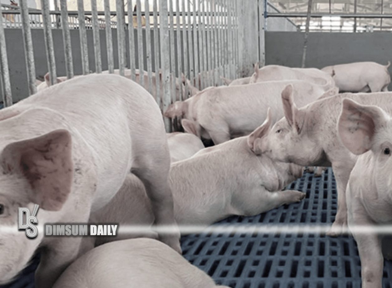 Around 100 pigs in a pig farm in Ta Kwu Ling to be culled after African ...