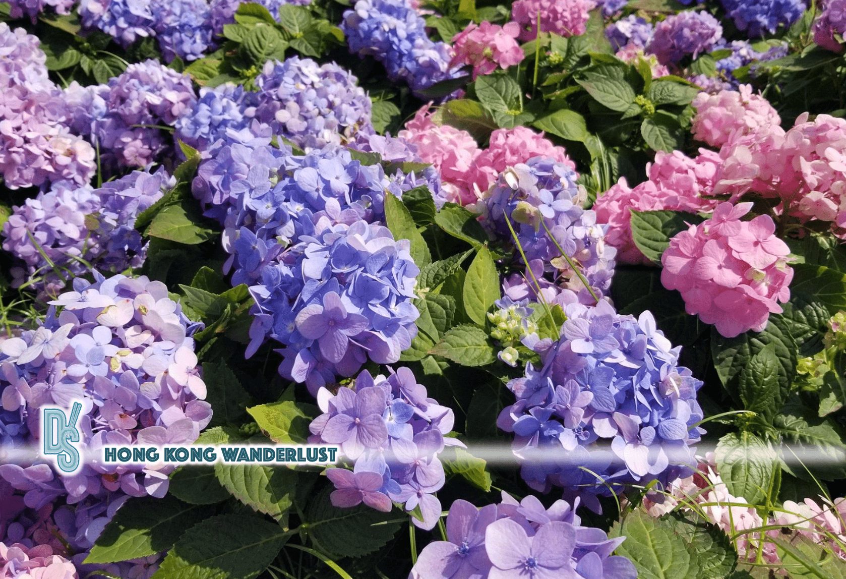 Hydrangea as theme flower for HK Flower Show in Victoria Park from 10th ...