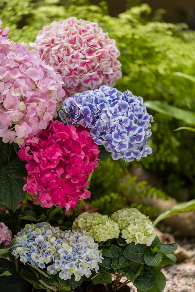 Hydrangea as theme flower for HK Flower Show in Victoria Park from 10th ...