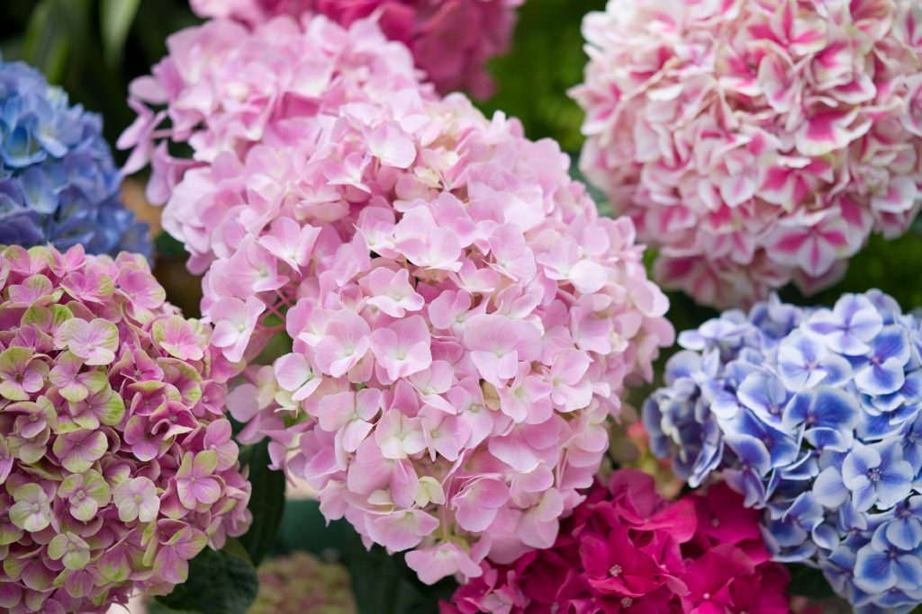 Hydrangea as theme flower for HK Flower Show in Victoria Park from 10th ...