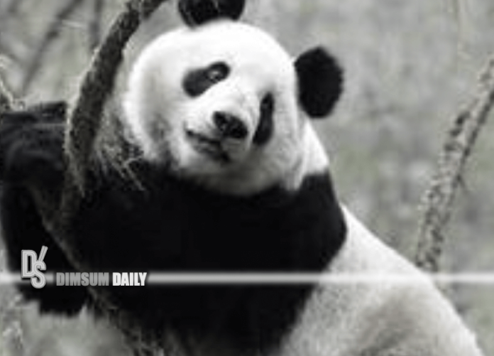 Beloved Japan-born giant panda Xiang Xiang returns to China - Dimsum Daily
