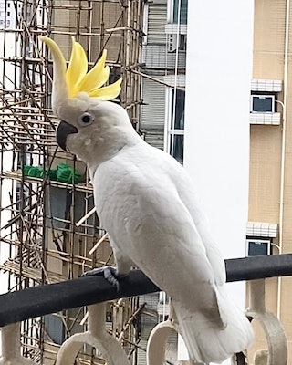 Endangered parrot species spotted on apartment balcony of HK singer ...