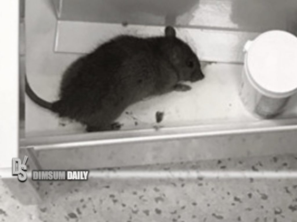 Dead rodent allegedly found in pharmacy cabinet at Princess Margaret ...