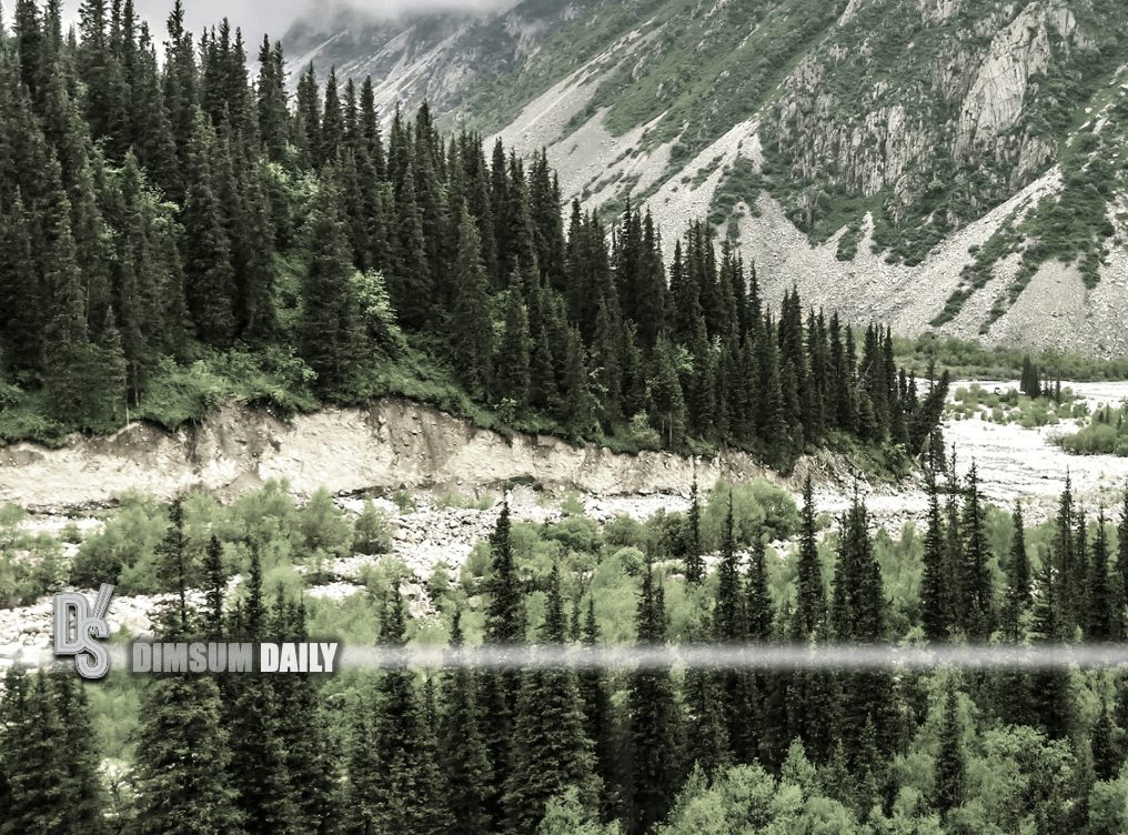 China advances afforestation in 2022 with over 3.83m hectares of newly ...