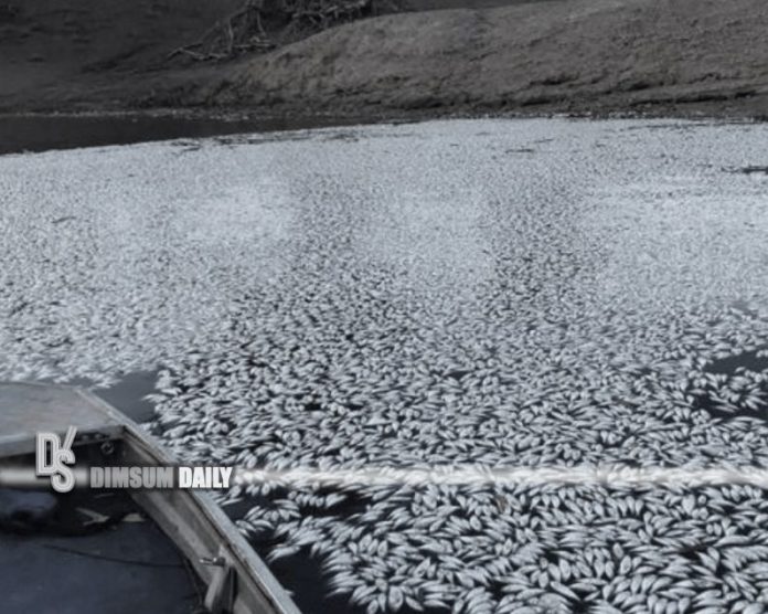 Searing heatwave kills millions of fish in Australia's Darling River ...