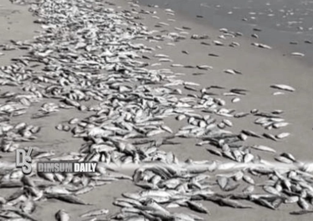 Environmental concerns raised as over a thousand dead fish found on ...