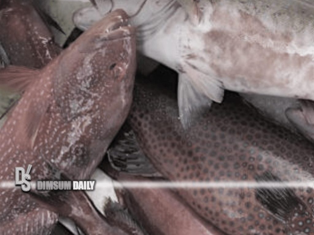 CHP investigates suspected ciguatoxin poisoning case involving 2 men ...