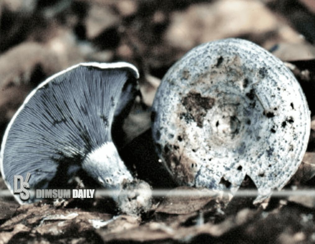Rare blue wild mushrooms found growing in a flower trough at Cheung ...