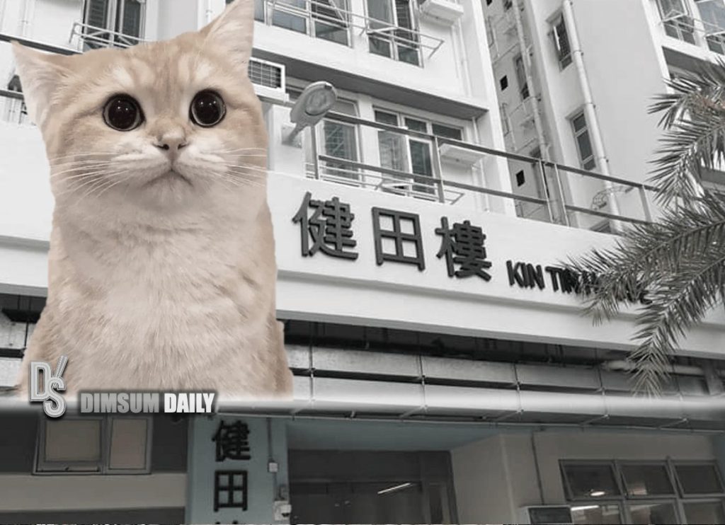 58-year-old woman charged for allegedly killing a cat at Pak Tin Estate ...
