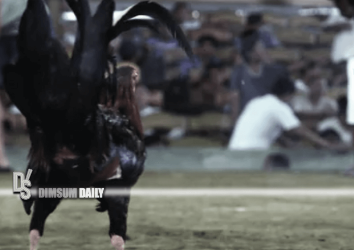 Two killed, three injured in shooting at late-night chicken fight in ...