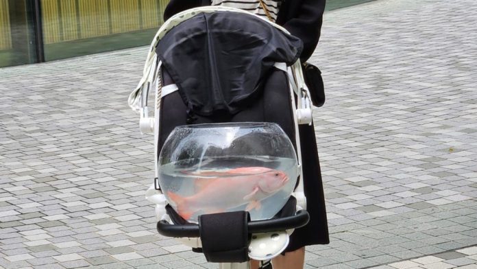 Resident in Lohas Park pushes fish tank on a stroller to buy fresh fish ...