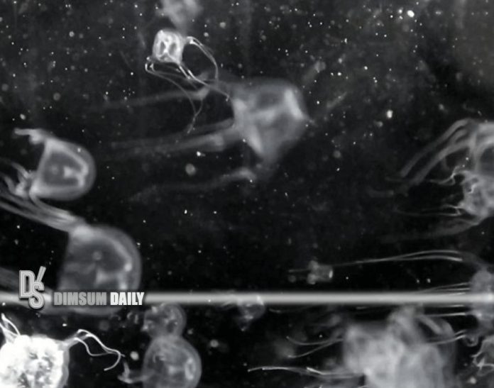 New species of box jellyfish discovered by scientists at Hong Kong ...