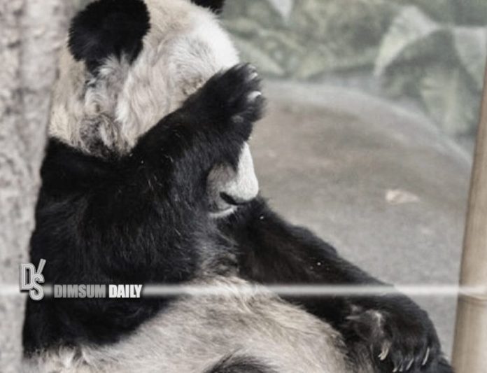 Female giant panda Ya Ya arrives in Shanghai after 20 years in U.S ...