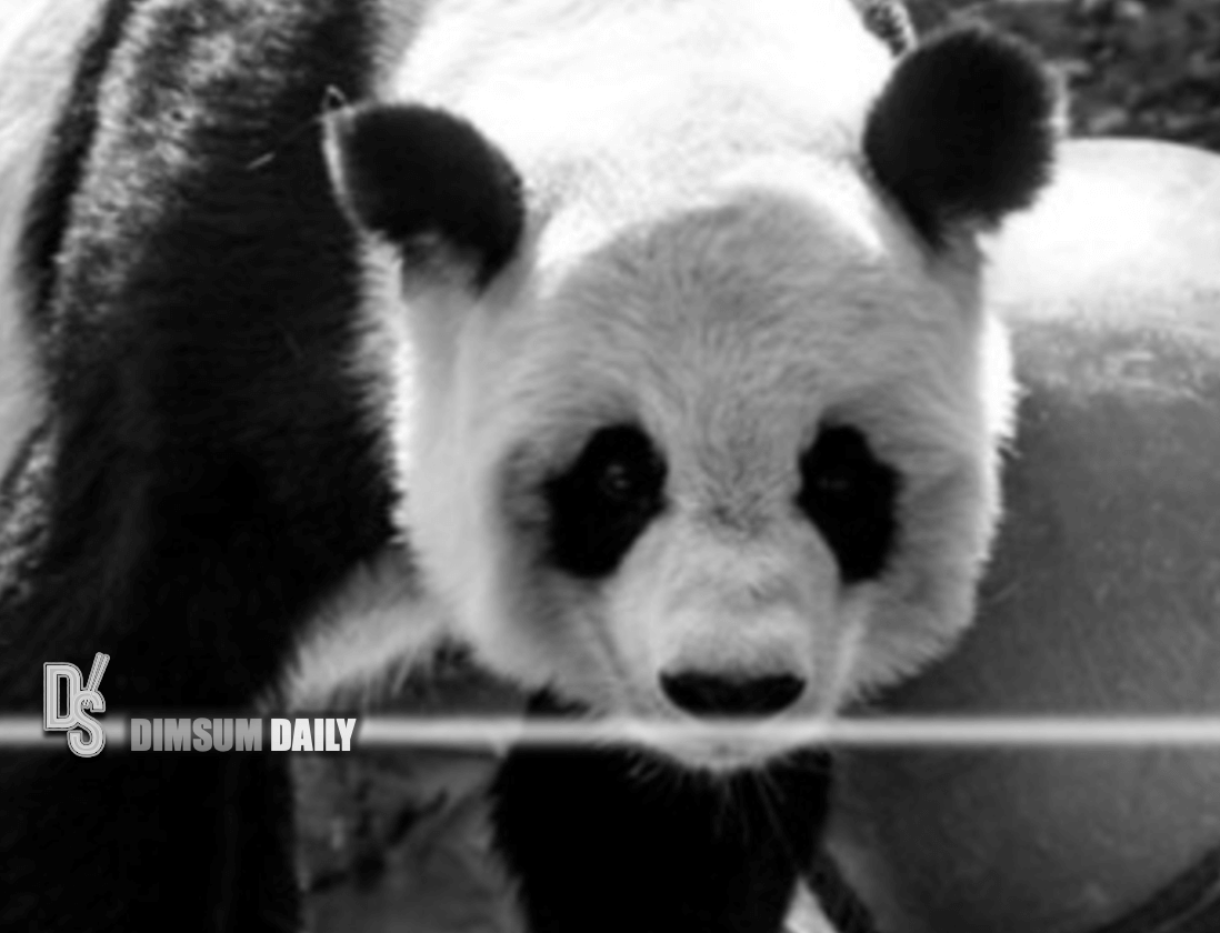 Thai zoo mourns the loss of giant panda Lin Hui - Dimsum Daily