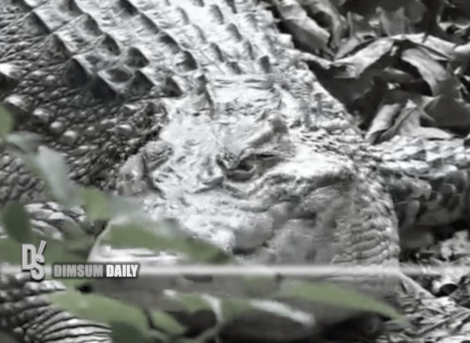 Crocodile found by foreign domestic helper in Lin Fa Tei, Pat Heung ...