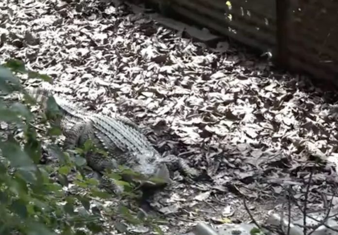 Crocodile found by foreign domestic helper in Lin Fa Tei, Pat Heung ...