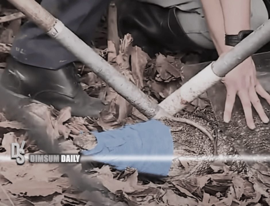 Captured Pat Heung reptile sent to Ocean Park for examination ...