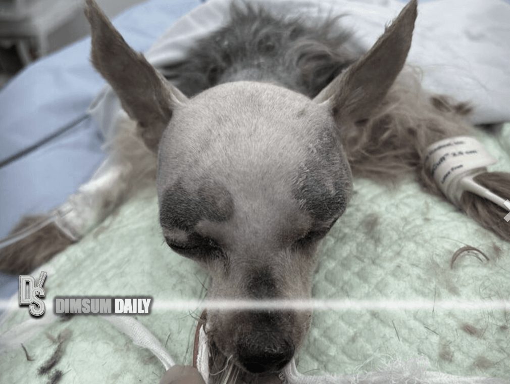 Yorkshire Terrier dies 6 days later after suffering skull fractures and ...