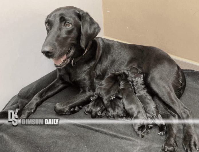 Police dog Lolly gives birth to six adorable Labrador puppies - Dimsum ...