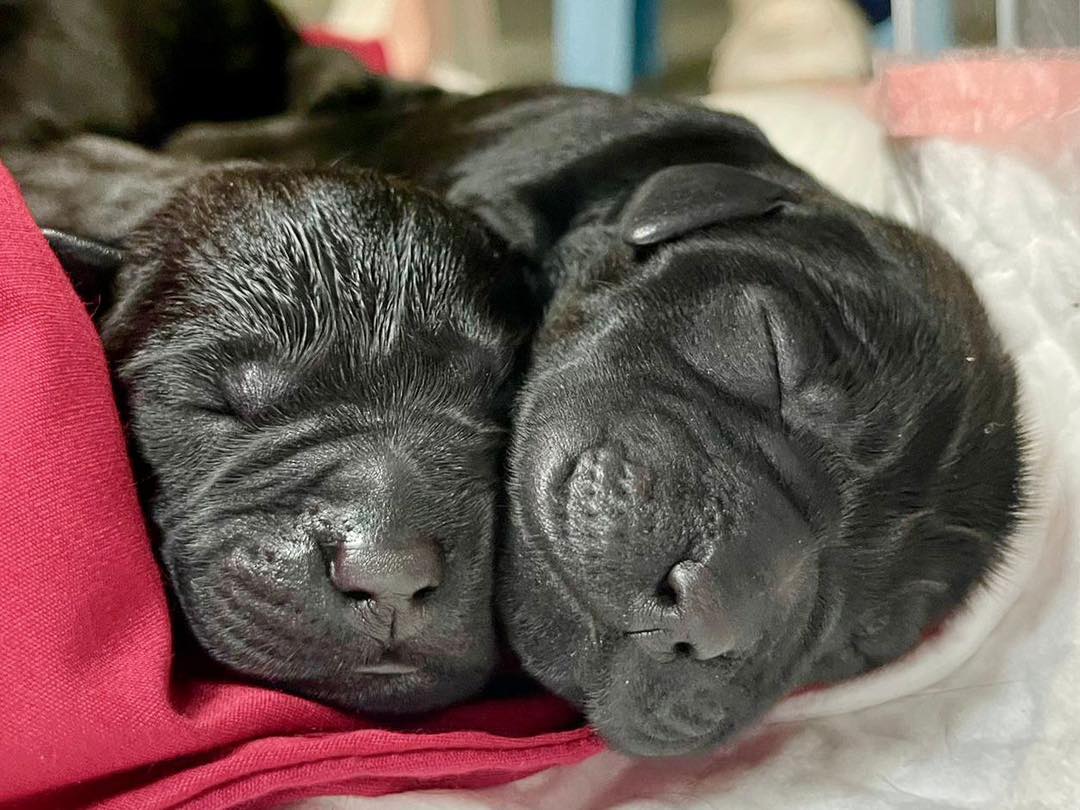 Police dog Lolly gives birth to six adorable Labrador puppies - Dimsum ...
