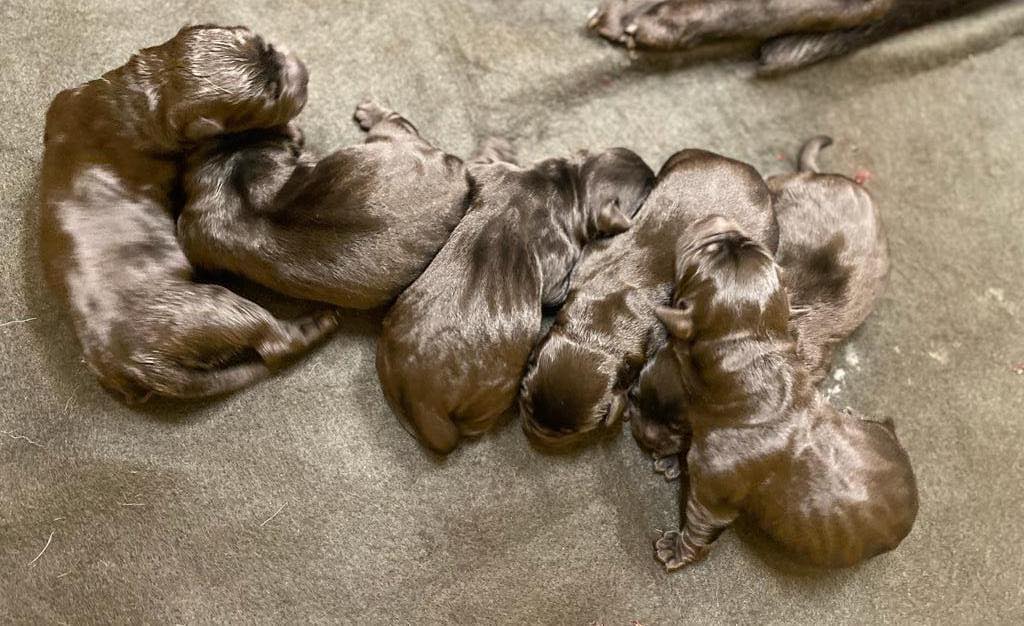 Police dog Lolly gives birth to six adorable Labrador puppies - Dimsum ...